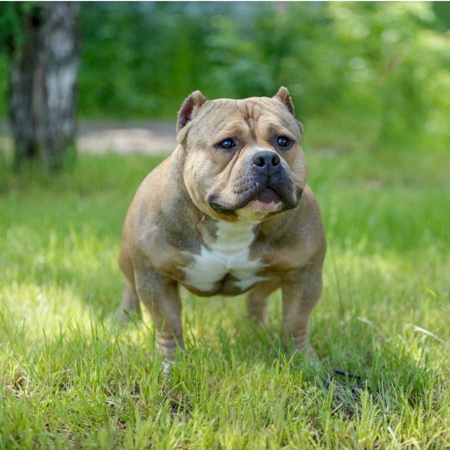 Raza De Perro Bully Americano American Bully XL: Los 100 Perros Al Mes