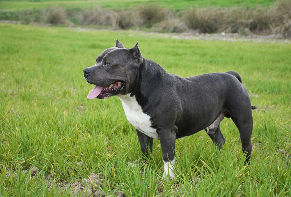 Perro Mas Musculoso