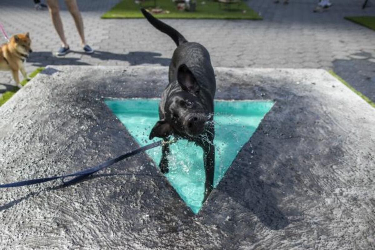 ‘Dogumenta’, Primer Show de arte en America dirigido para perros | Ellas